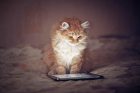 6 Best Games to Play With Your Cat on PC